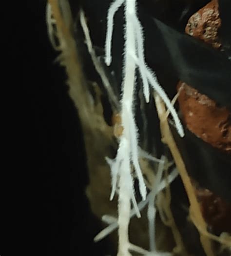 What Are These Tiny Bugs On My Roots Aphids How Dangerous Are They Should I Just Bud Her What Are These Tiny Bugs On My Roots Aphids How Dangerous Are They Should I Just Bud Her