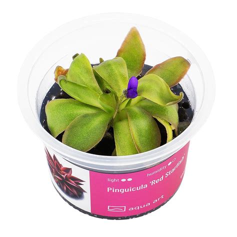 Pinguicula Red Starfish Aqua Art Aquasabi Aquascaping Shop