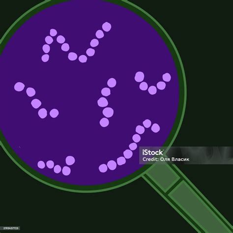 Streptococcus Pyogenes Stock Illustration Download Image Now Bacterium Biology Healthcare Streptococcus Pyogenes Stock Illustration Download Image Now Bacterium Biology Healthcare