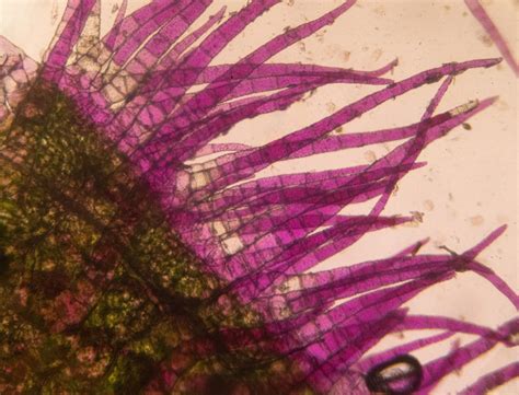 Hope You Like This Close Up Of A Gynora Rhouseplants