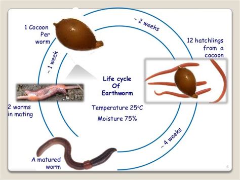 Vermicomposting Training