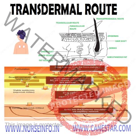 Transdermal Route Of Drug Administration Nurse Info