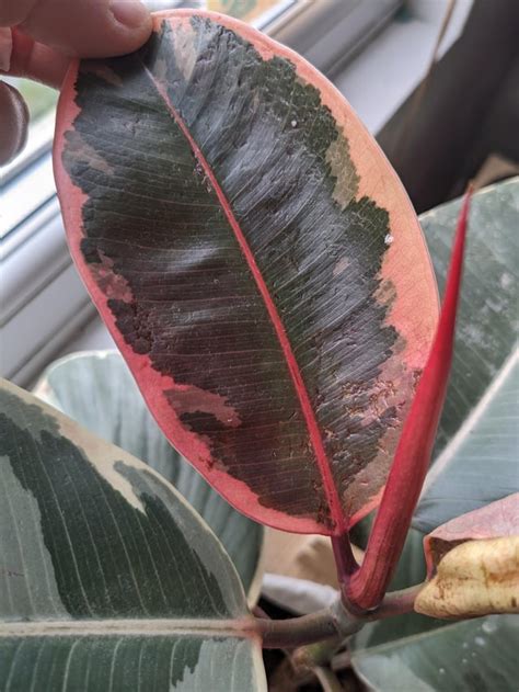 Why Wont My Rubber Plant Leaf Unfurl R Houseplants