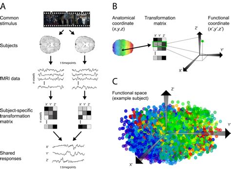 Transformation From Anatomical Space To Functional Space A We Use Download Scientific