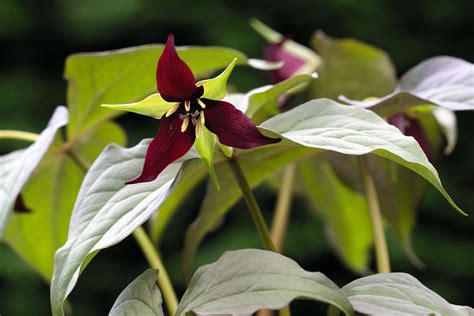 Red Trillium Spotted Leaves