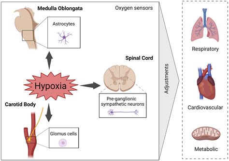 Hypoxia Sensing In The Body An Update On The Peripheral And Central