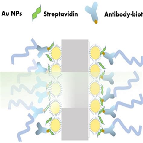 Conceptual Illustration For The Detection Of A42 Using Localized
