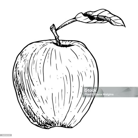 벡터 그래픽 사과 과일은 나뭇잎 흑백 선 그림이 있다 스케치 스타일의 사실적인 식물 그림 사과에 대한 스톡 벡터 아트 및 기타 이미지 사과 컴퓨터 그래픽 0명