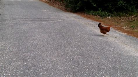 Chicken Object Detection Dataset By Sohail