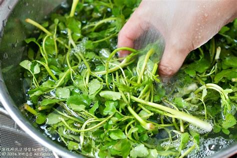 돌미나리무침 생 미나리무침 만드는 법 미나리 초무침 비빔밥 미나리 요리 네이버 블로그