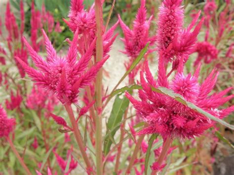 今の庭ケイトウヌバタマオミナエシヨツバヒヨドリなど 山野草植物めぐり