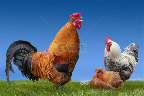 公鸡打鸣鸡家禽群高清图片下载 正版图片503768003 摄图网