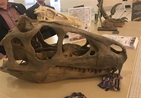 Xenotarsosaurus Skeleton