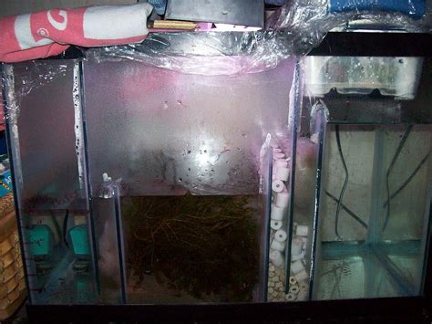 DIY Wet Dry Filter Tropical Fish Keeping