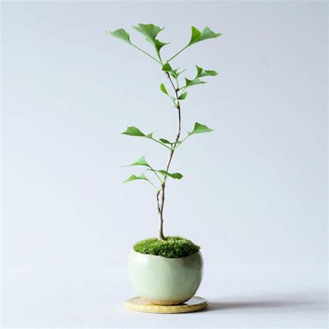 Sekibokka Plants Bonsai Tree