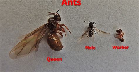 Bobs Nature Blog Flying Ant Day