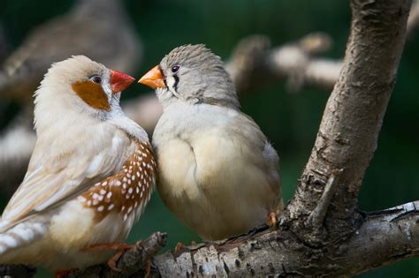 Female Zebra Finches Seek Mate Who Sings One Song Just Right Newsroom