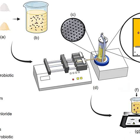 Optical Micrographs Of Probiotic Bacteria And Gelled Microcapsules Al