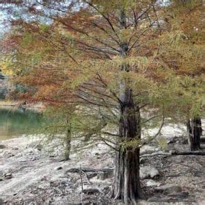 10 Trees For Wet Clay Soil Clay Loving Trees Pond Informer