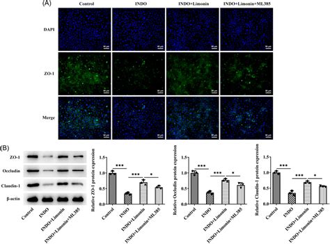 The Nrf2 Inhibitor Ml385 Reversed The Protective Effect Of Limonin On Download Scientific