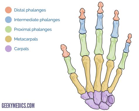 Carpal Bone Mnemonic