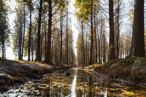 숲 대한민국 Pixabay의 무료 사진 Pixabay