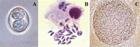 Oocistos Esporulados De Toxoplasma Gondii A Taquizoítos De