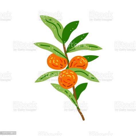 과일 오렌지가있는 평평한 가지 흰색에 고립 된 벡터 일러스트 레이 션 만다린 감귤류 과일에 대한 스톡 벡터 아트 및 기타 이미지