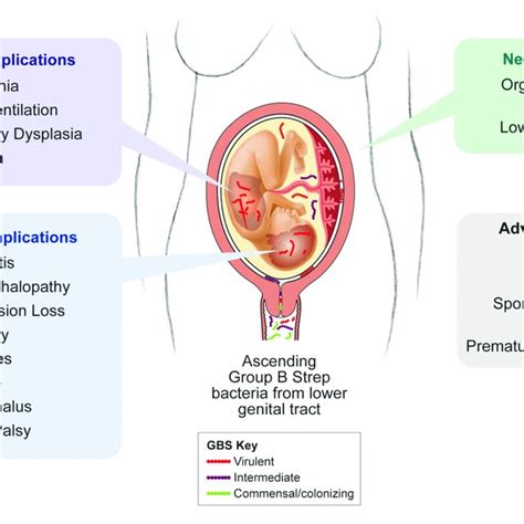 Clinical Outcomes Of Invasive GBS Infection In Humans Invasive GBS Download Scientific