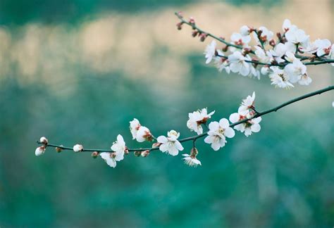 가지 계절 고요한 고요한 광경 꽃 꽃이 만발한 나무 녹색 배경 동양미학 만개 매크로 매화 미니멀리스트 벚꽃 벚나무 봄 봄 기간 봄 꽃 부드러운