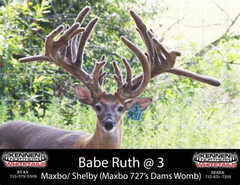 Babe Ruth Handout Pic Deer Cervid Farming Forum