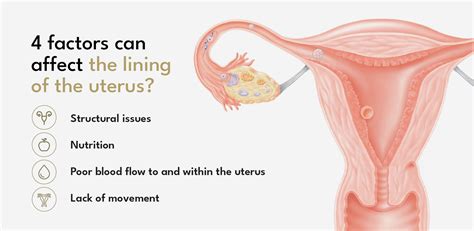 How To Thicken Uterine Lining Naturally Chinese Medicine