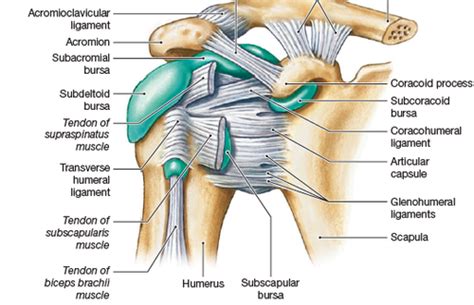 Chapter 8 3 Examples Of Synovial Joints Flashcards Quizlet