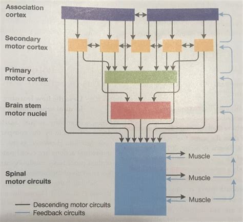 Psy4131 Module 14 Sensorimotor Function Flashcards Quizlet