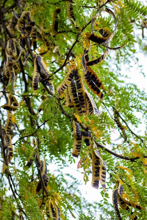 Acacia Tree Acacia Seed Pod On Tree In Autumn Stock Image Image Of