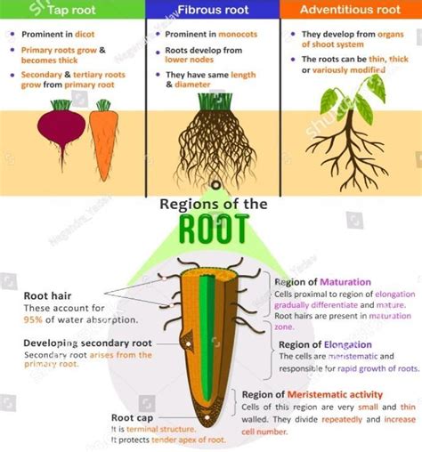 Different Types Of Modified Roots And Their Functions At Alexandra Hellyer Blog