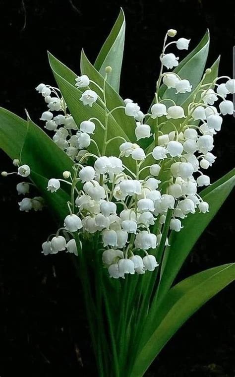 Любов и Щастие МОМИНА СЪЛЗА Благоуханията от ефирните съставки на Момината сълза действат