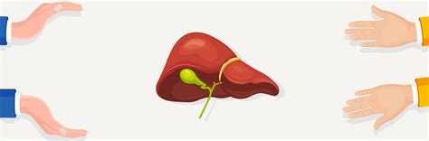 Trasplante Hepático De Donador Vivo Lo Que Debes Saber Fundhepa