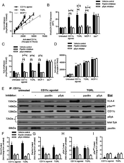 High Affinity Cd11c Activates Vla 4 Adhesion Within A Macromolecular