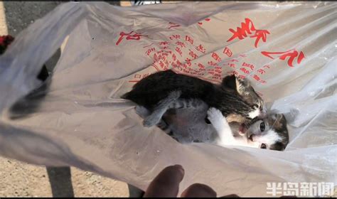 流浪猫狗数量增多，救助压力陡增！流浪动物中心盼援手王淑红流浪动物小动物新浪新闻