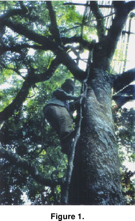 Figure 1 From Canopy Science And Its Relevance In India Semantic Scholar