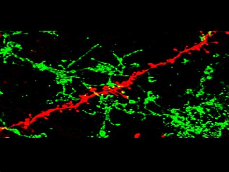 Serotonin Sensing By Microglia Conditions The Proper Development Of Neuronal Circuits And Of