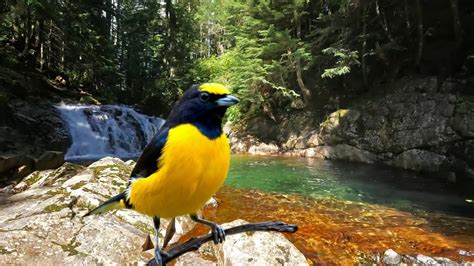 아침새소리 🌺 편안함을 주는 숲속강의 자연소리 Youtube