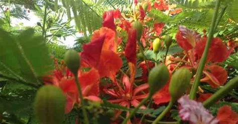 A Caribbean Garden: Dream Trees