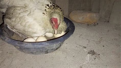কুচে মুরগি কিভাবে ডিম পালকের নিচে নেয় দেশি মুরগি পালন পদ্ধতি Youtube