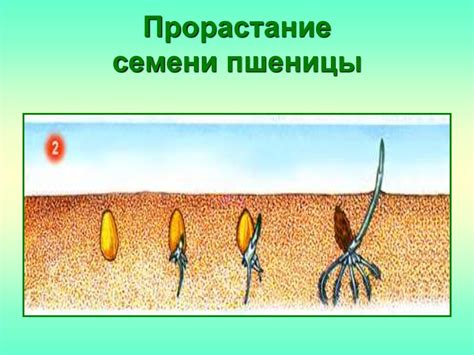 Строение семян покрытосеменных растений презентация онлайн