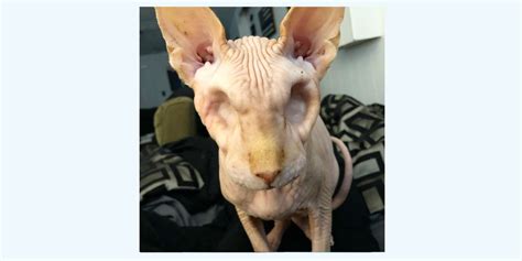 Cats Without Hair