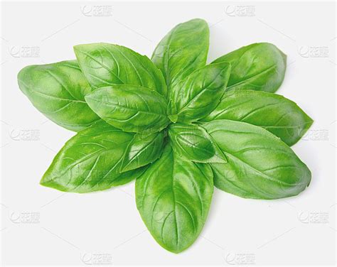 新鲜罗勒叶