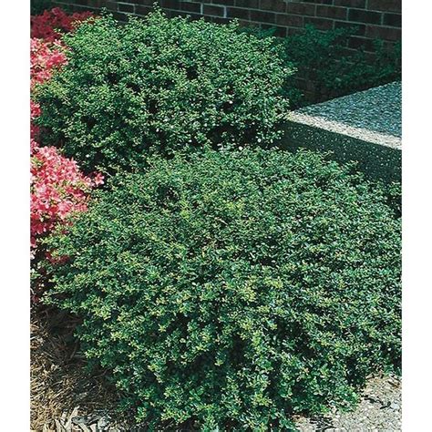 Dwarf Holly Shrub When To Plant At Hamish Riddoch Blog