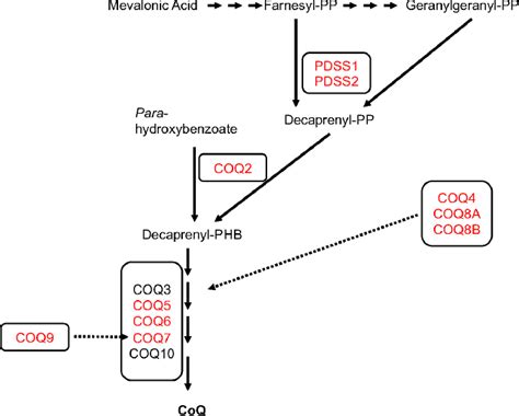 Redefining Infantile Onset Multisystem Phenotypes Of Coenzyme Q Deficiency In The Next